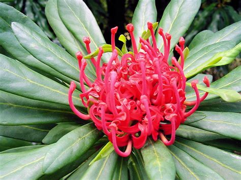 Waratah Telopea Ausemade