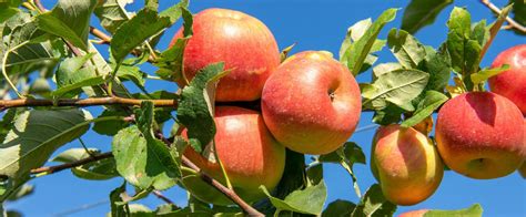 Sov Markus Leumann Wird Neuer Leiter Produktion Obstwein