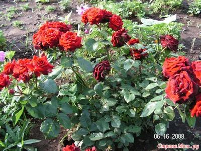 Роза николо паганини фото - 73 картинки