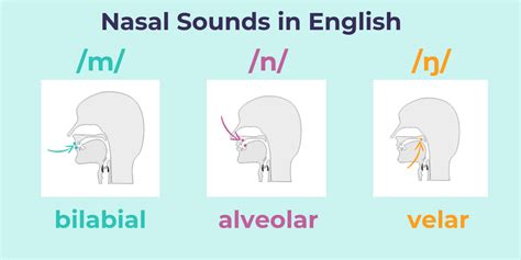Understanding The Articulation Of English Nasal Consonants Billie English