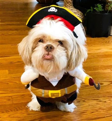 Discover 29 Shih Tzu Costumes And Ewok Costume Ideas Disney Dog