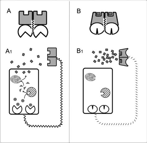4 The Action Of An Intracellular Receptor A Active Regulatory