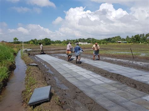 Tharindu Namal On Linkedin Paddy Field Parachute Method Need 400 Trays In One Acre Need 10 12kg