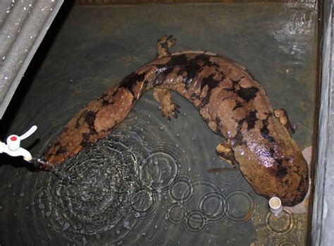 An Example Of A Captive “farm Bred” Chinese Giant Salamander Photos By