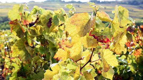 Cognard Laurent La Bourgogne