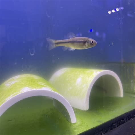 Nelap Certified Toxicity Testing Laboratory Services Enviroscience