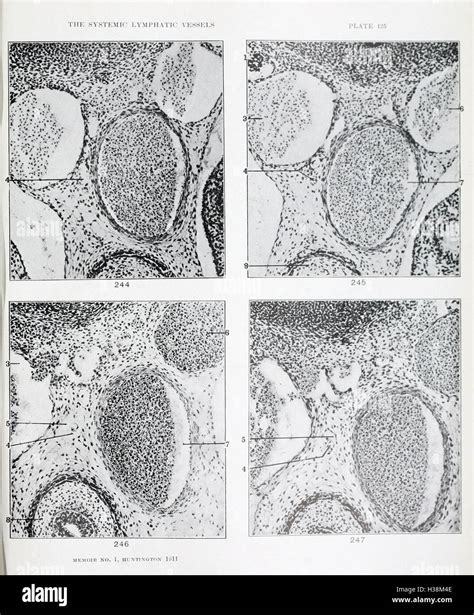 An In Depth Study Of The Lymphatic System In Domestic Cats Focusing On