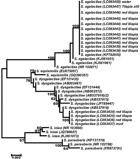 Phylogenetic Tree Based On The 16s Rdna Gene Sequences Of Streptococcus Download Scientific