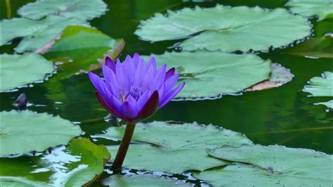 06 تکنیک‌های ۵ دقیقه‌ای Nlp از کارولین بویز Youtube