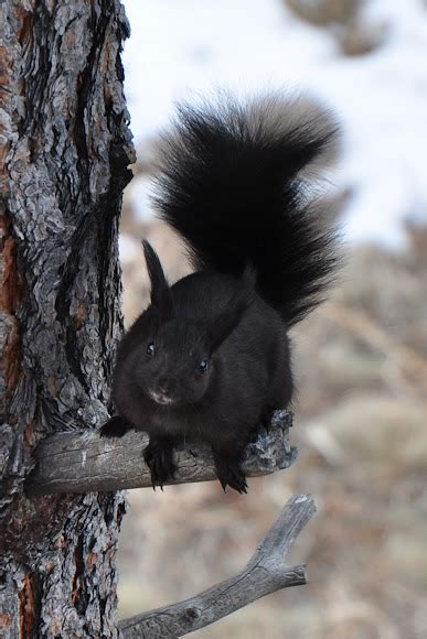 Aberts Squirrel Project Noah