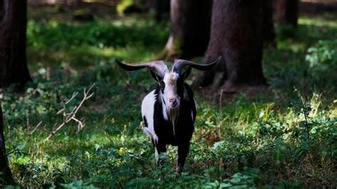 Koza Rogi Poroże Free Video On Pixabay