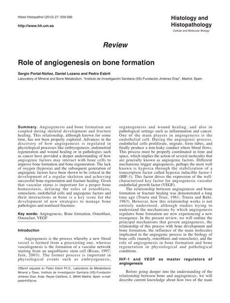 Pdf Role Of Angiogenesis On Bone Formation