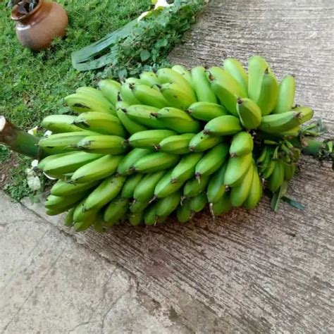 Matooke Seedlings Satellite Farmers Ltd