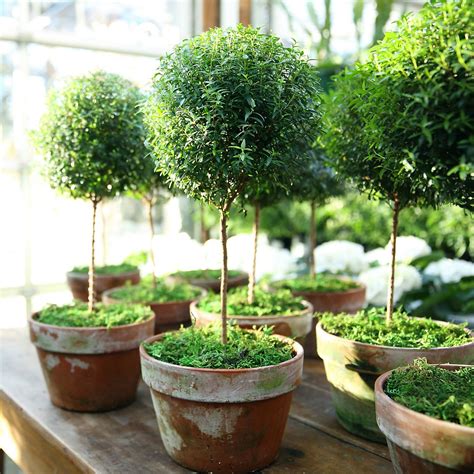 Best Indoor Topiary Plants At Luca Swift Blog