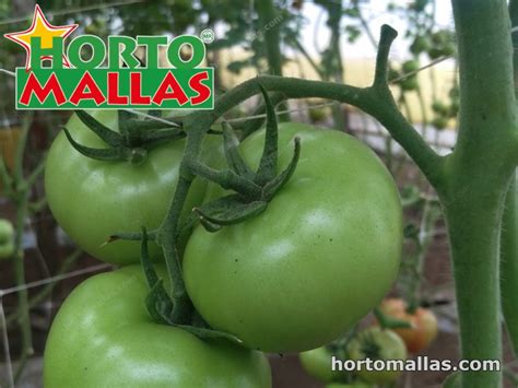 Tomato Netting 1 1 Hortomallas™ Supporting Your Crops® Tomato Netting 1 1 Hortomallas™ Supporting Your Crops®