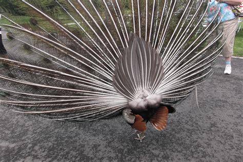 The Ultimate Bird Butt Birdbutts