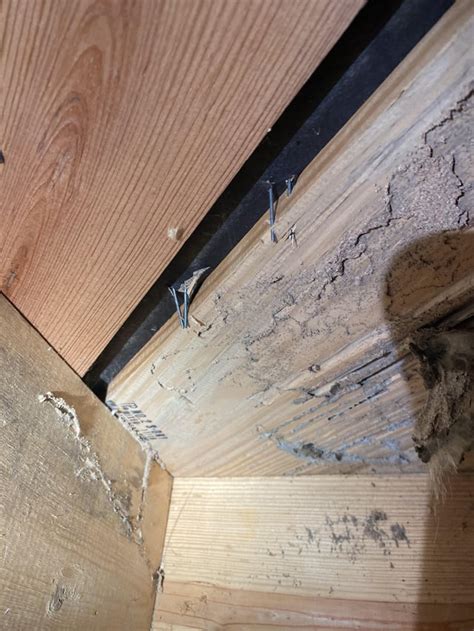 Orkin Termite Control Since 1995 Rpestcontrol