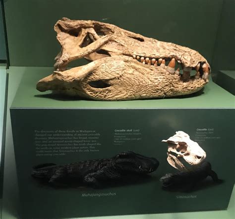The Skulls Of Majungasuchus Large And Simosuchus Small Two Extinct