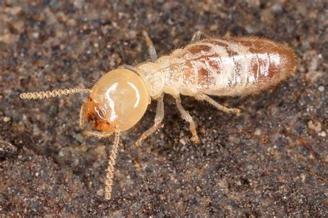 Do Termites Bite Humans Deal With Pests