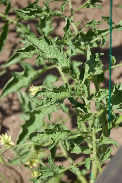 How To String Train Tomatoes New Way To Stake Tomatoes Fall