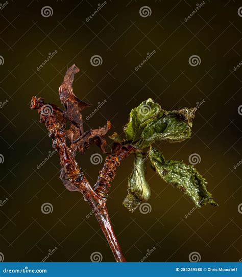 Leaf Mantis Choeradodis Rhombicollis Insect From Costa Rica Evening Backlight With Big Green