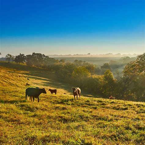 New Zealand Grass Nz Grass Fed Southern Pastures