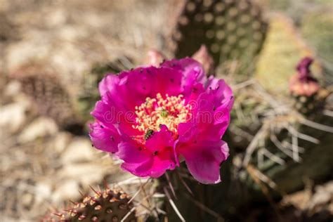 Strawberry Hedgehog Cactus Blossom Covered With Bugs Stock Image