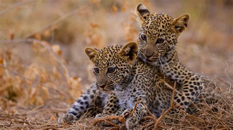 Leopard Cubs Wallpaper