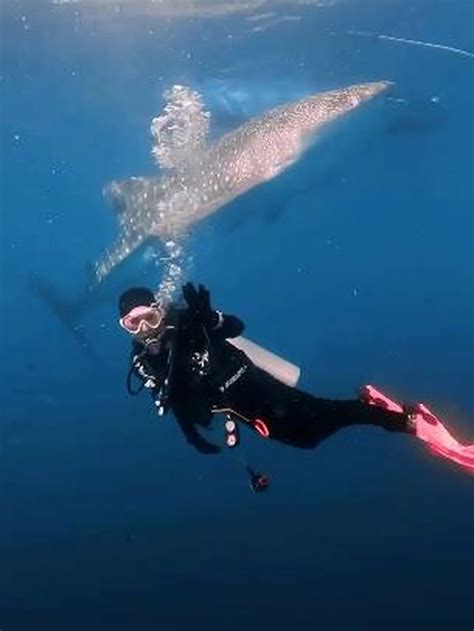 7 Potret Prilly Latuconsina Menyelam Bareng Hiu Paus Di Gorontalo Bikin Deg Degan Hot