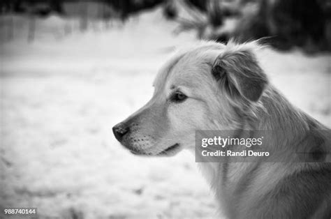 Black Golden Retriever Puppies Photos And Premium High Res Pictures