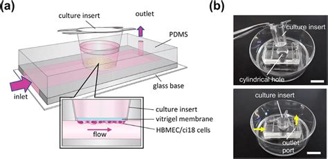 Microfluidic Device For Perfusion Culture Of Human Brain Endothelium