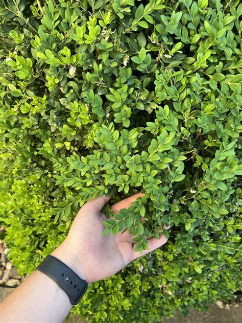 Help Identifying And Care Rshrubs