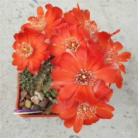 Aylostera Haefneriana Fma Kk1695 National Collection Of Aylostera Rebutia And Weingartia Inc