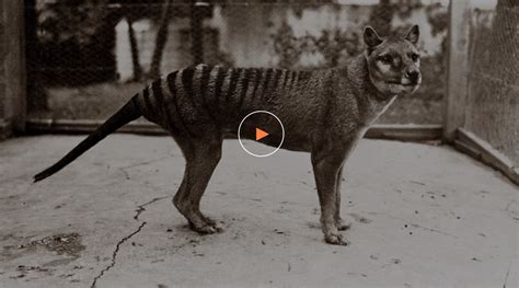 Thylacine Tasmanian Tiger