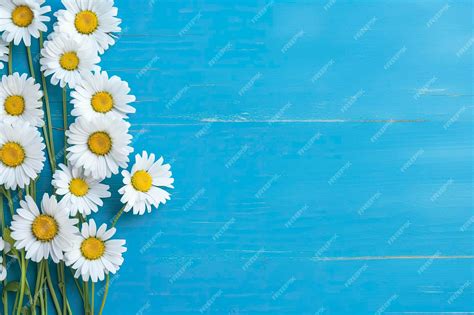 Premium Photo Daisy Border On Blue Wood