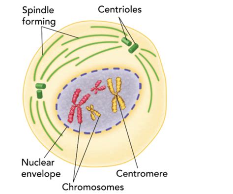 Env Bio Chapter 11 Ish Mitosis Quiz Flashcards Quizlet