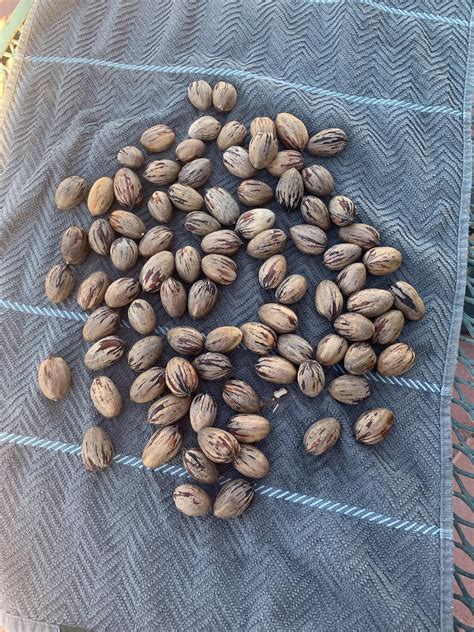 Pecans From A Small Orchard At One Of Our Neighborhood Parks Collecting Them Has Become A