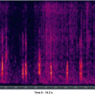 Detailed Spectrogram And Time Display Of Three Calls Type 1 Time Scale