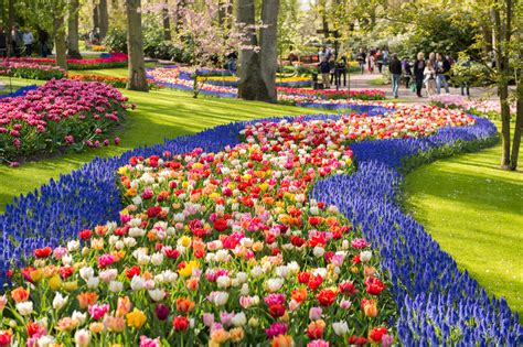 Keukenhof Flower Exhibit Netherlands Most Spectacular Flower Garden
