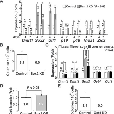 Development Of Mgs Cells After Oct1 Knockdown Kd A Rtpcr Analysis