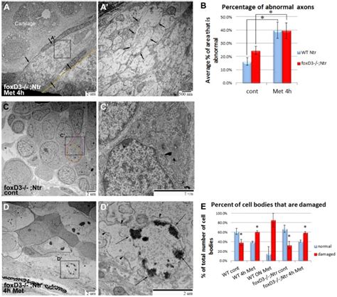 Aa Axons After 4 Cross Section Of Axon Bundle Arrows 7500x