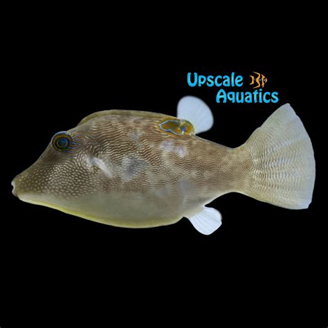 Fingerprint Toby Puffer Canthigaster Compressa Upscale Aquatics
