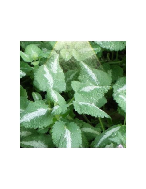 Lamier Tacheté Shell Pink