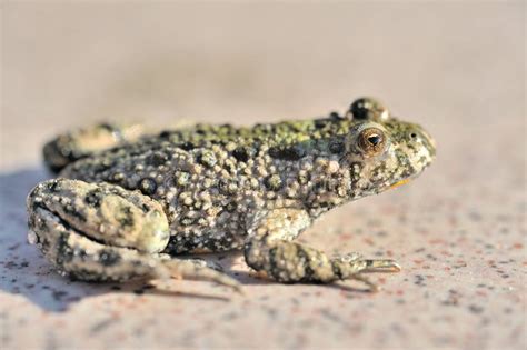 Fire Belly Toad Picture Image 20455374