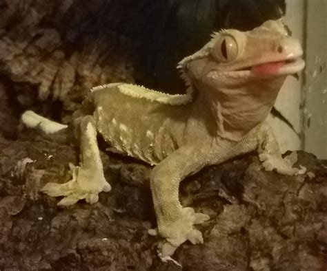 Gecko Stand Blank Template Imgflip