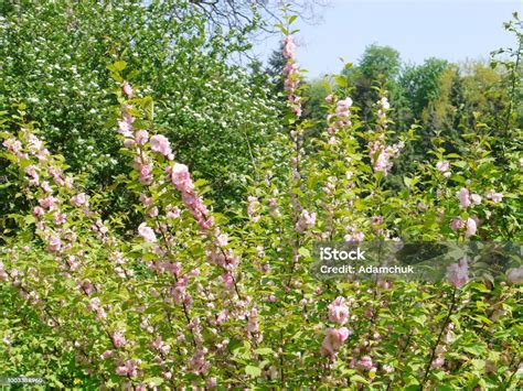 Long Thin Branches Of A Bush With Bright Pink Flowers Growing On It