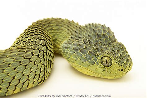 African Bush Viper Venom