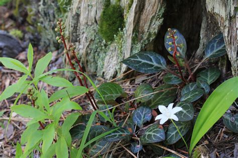 Travelmarx Ingalls Creek Trail Butterflies And Balsamroot