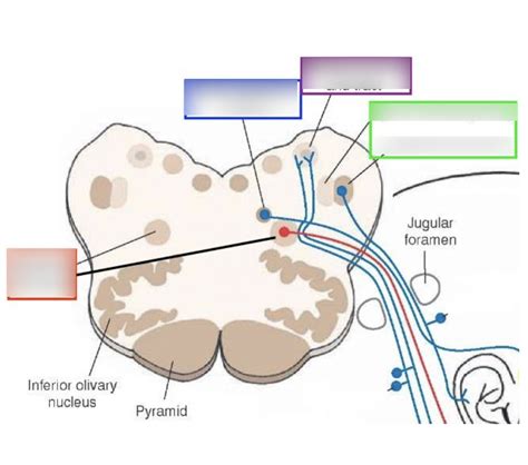 Diagram Of Nuclei For Cranial Nerve Ix Quizlet