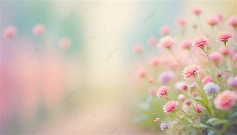 Beautiful Flower Backgrounds Meadow Desaturated Flower Flwer